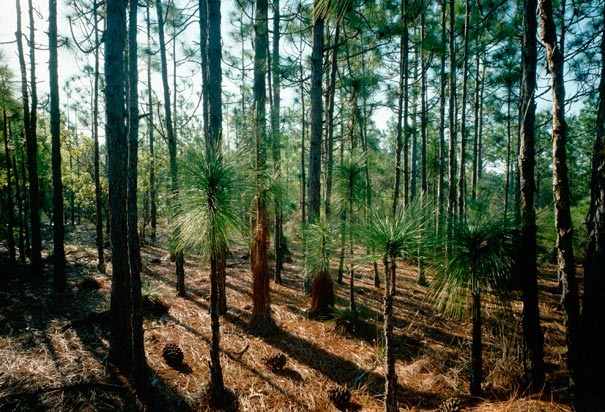 North Carolina State Tree Picture