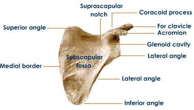 C. Subscapular fossa – Shoulder Girdle (Outline) Meaning