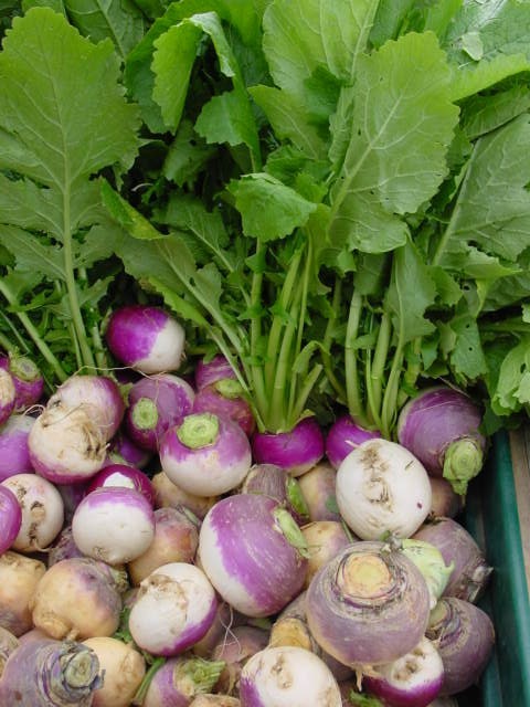 Botanical Turnip Vegetable