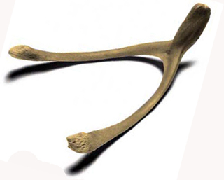Don't wear a wishbone where your backbone should be | WordReference Forums