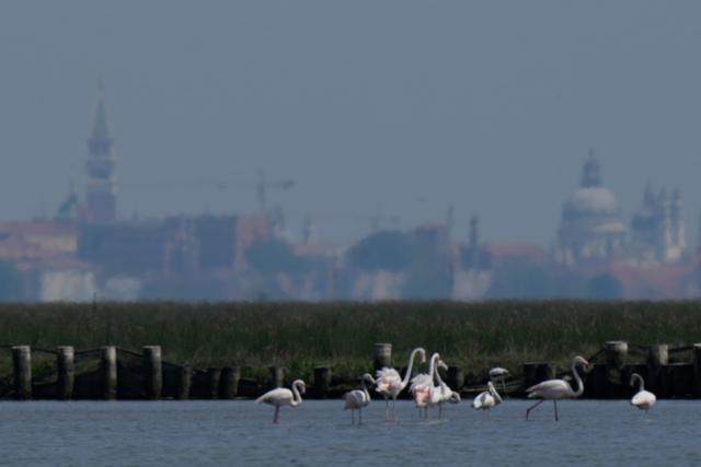 Venice’s growing flamingo population finds refuge in recovering ...