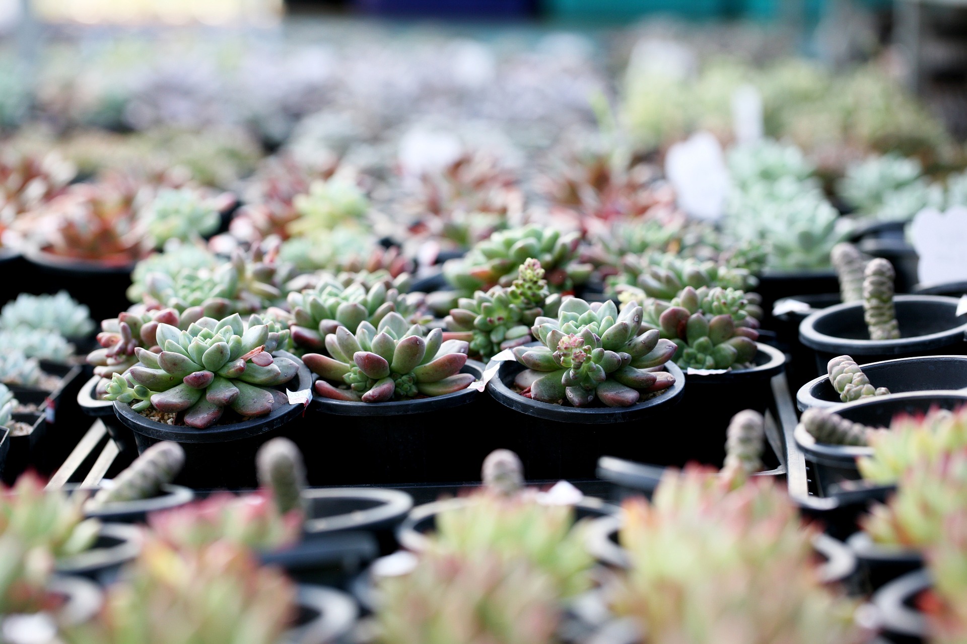 What's In The Garden! - Lopez Family Garden