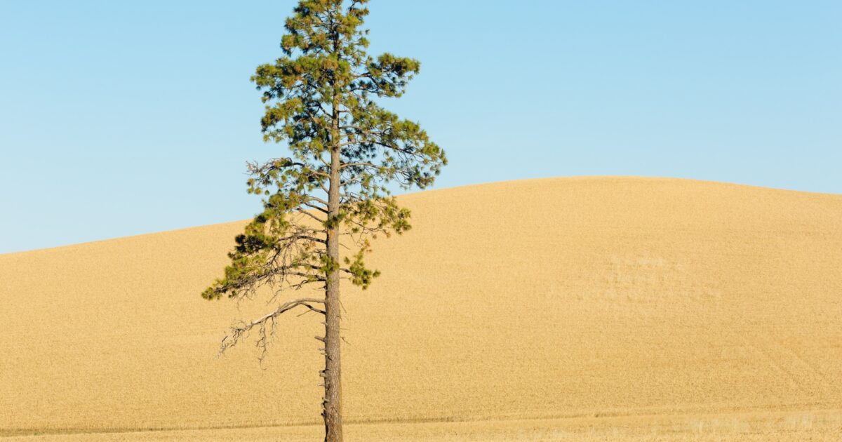 Understanding Simplicity - Richard J. Foster | Renovaré