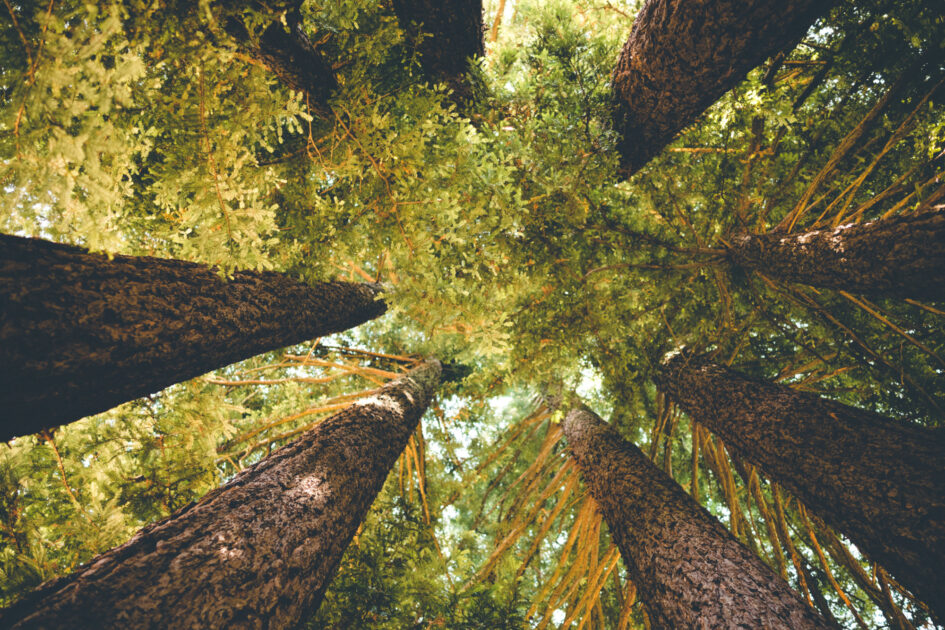 Renovaré | Life from the Center - Thomas R. Kelly