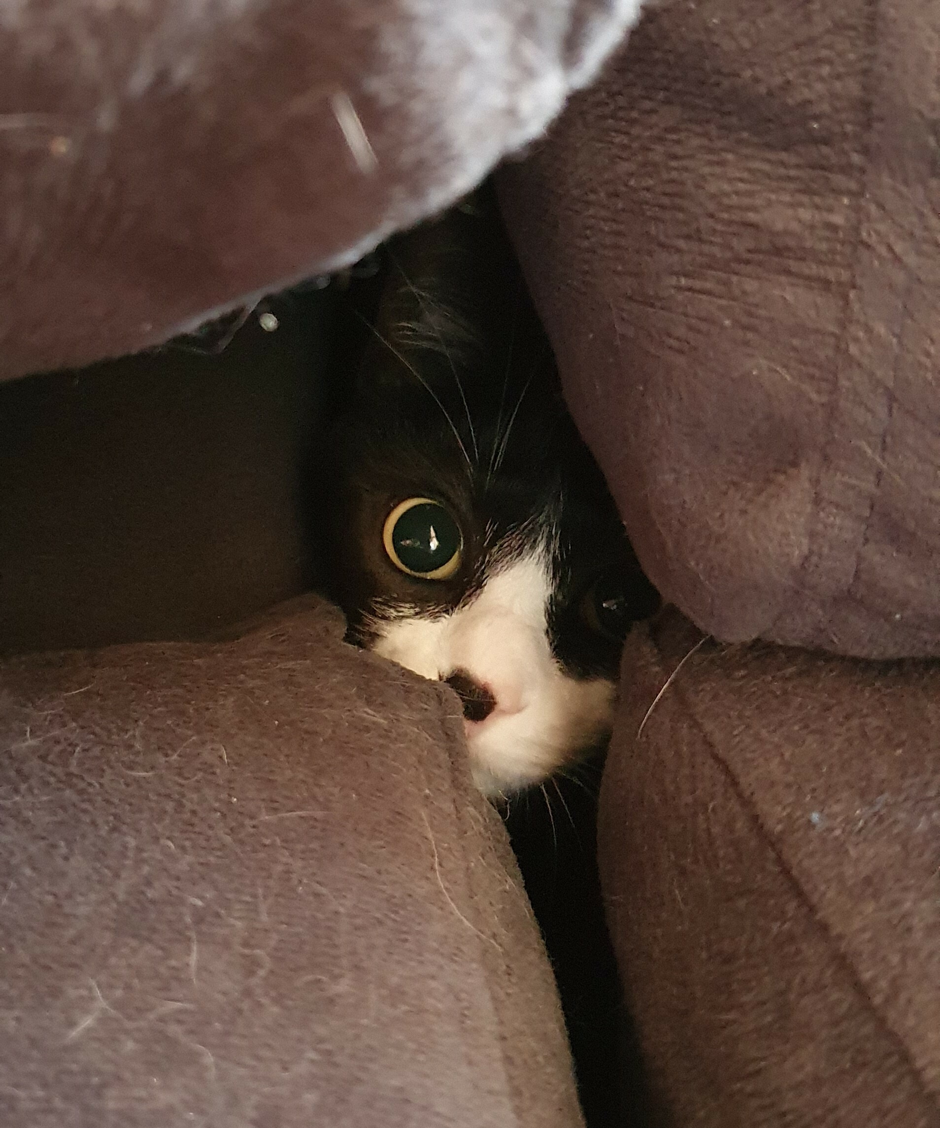 veja bem, são questães | fernanda | Substack