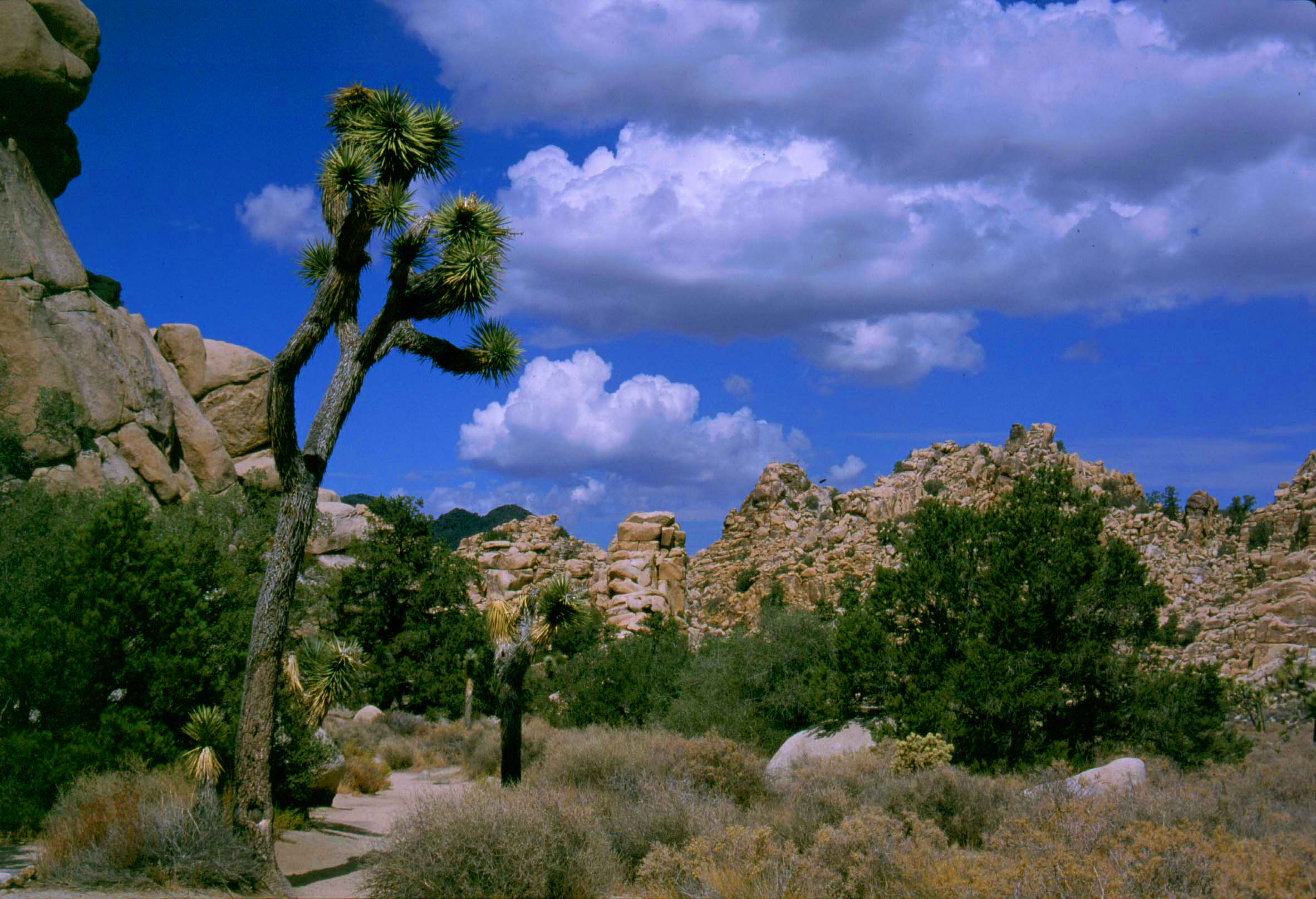 Palm Springs Jeep and Hummer Tours | Joshua Tree National Park Tours in ...