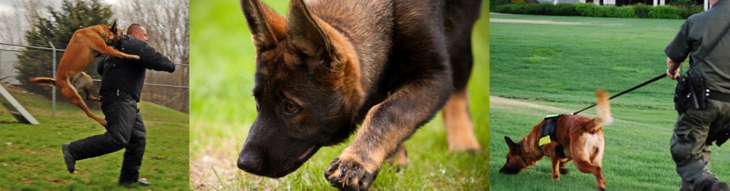 SPECIALTY TRAINING | RISING S K9s