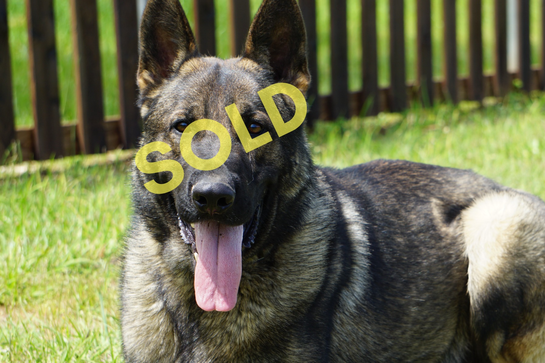 Bandit | Personal Protection Dogs | RISING S K9s