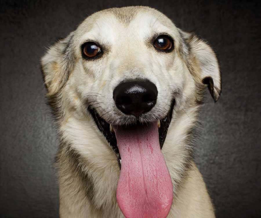 G.A.R.R.A - Faça sua doação! | Seja um doador e ajude a salvar + vidas!