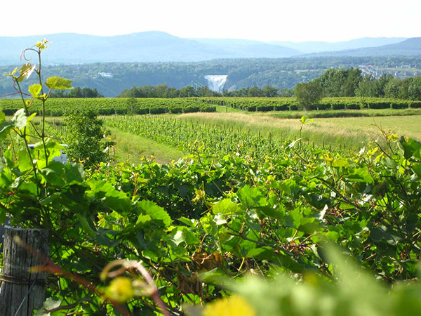Top 10 des plus beaux vignobles du Québec - Véronique Cloutier