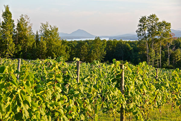 Top 10 des plus beaux vignobles du Québec - Véronique Cloutier