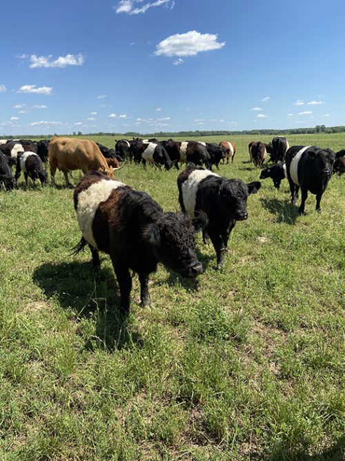 Tournée Mangeons local de l’UPA : Les coups de cœur d’Élise Tastet