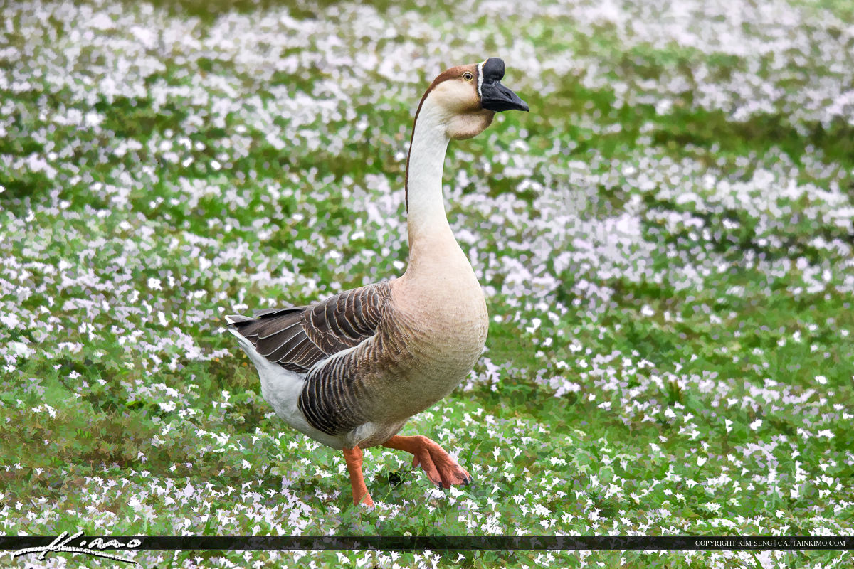 Swan Goose at Park in Jupiter Florida | Royal Stock Photo