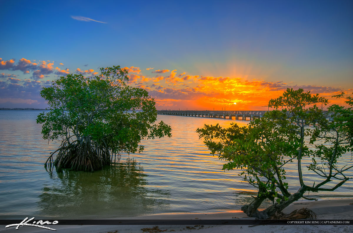 Indian Riverside Park Sunrise Mangrove Trees | Royal Stock Photo