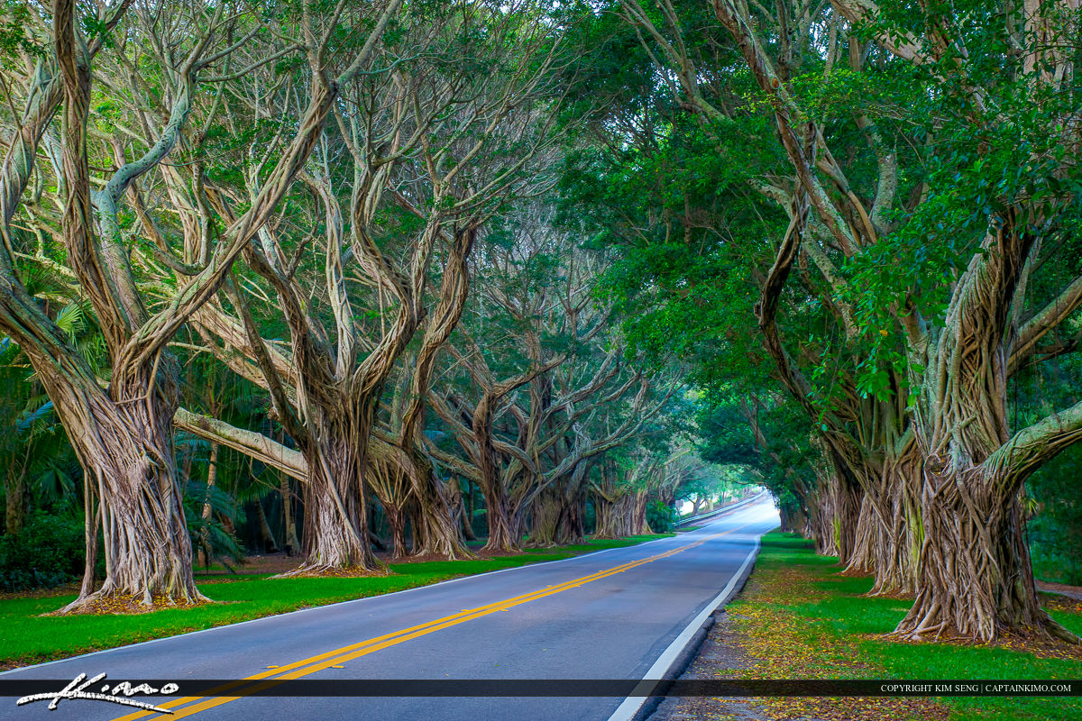 Hobe Sound Florida Bridge Road Ficus Tree | Royal Stock Photo