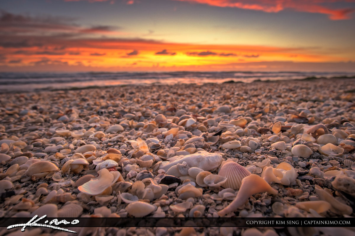 Pink Water Beach Shells
