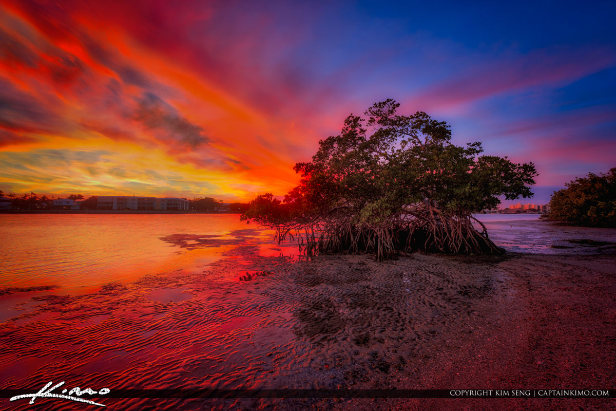 Mangrove Tree Sunset Waterway Loxahatchee River | Royal Stock Photo