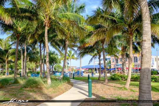 Coconut Trees Sideway Jetty Park Fort Pierce Florida | Royal Stock Photo