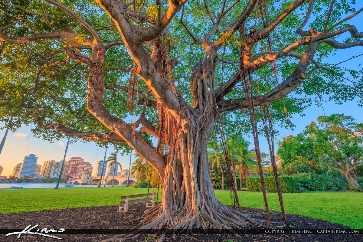 Ficus Tree West Palm Beach at Palm Beach Island | Royal Stock Photo