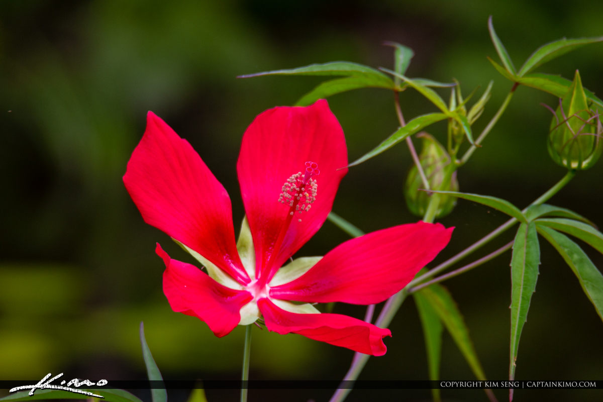 Red Swamp Hibiscus Flower McKee Botanical Garden Vero Beach Flor ...