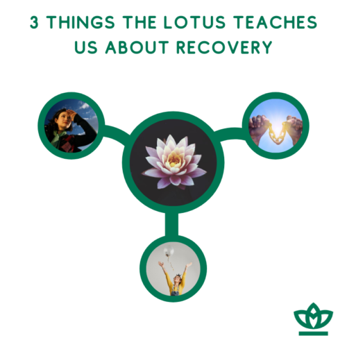 3 Things the Lotus Teaches Us about Recovery | Rehabs.in Rehabs.in