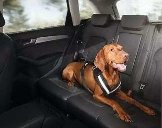 Audi dog collar store