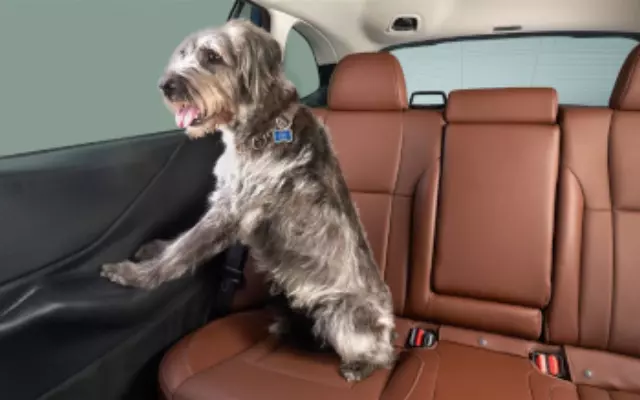 Genuine Subaru Pet Accessories | Subaru Parts Plus