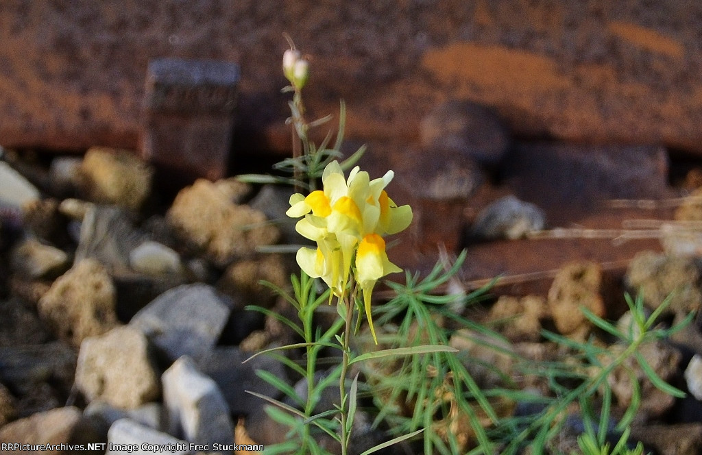 Cold steel, hard rocks and dead wood can't stop this little flower from ...