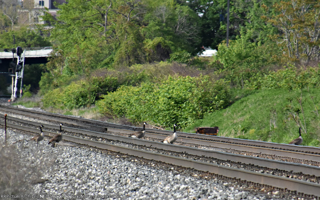 The CG Line (Canada Goose) has the block.