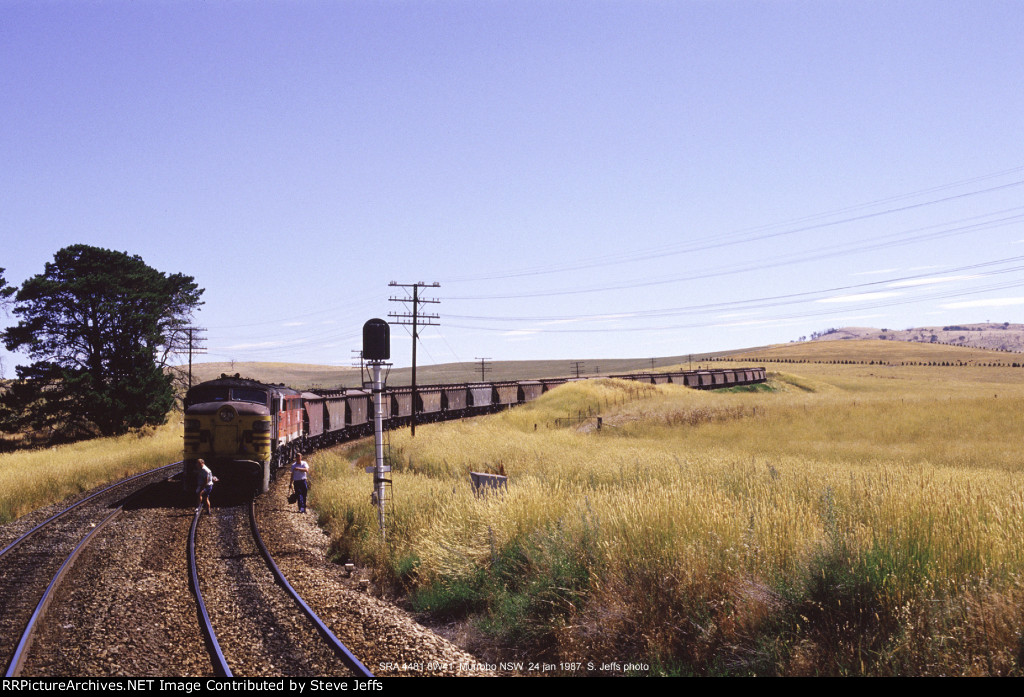 SRA 4481 wheatie 8W41