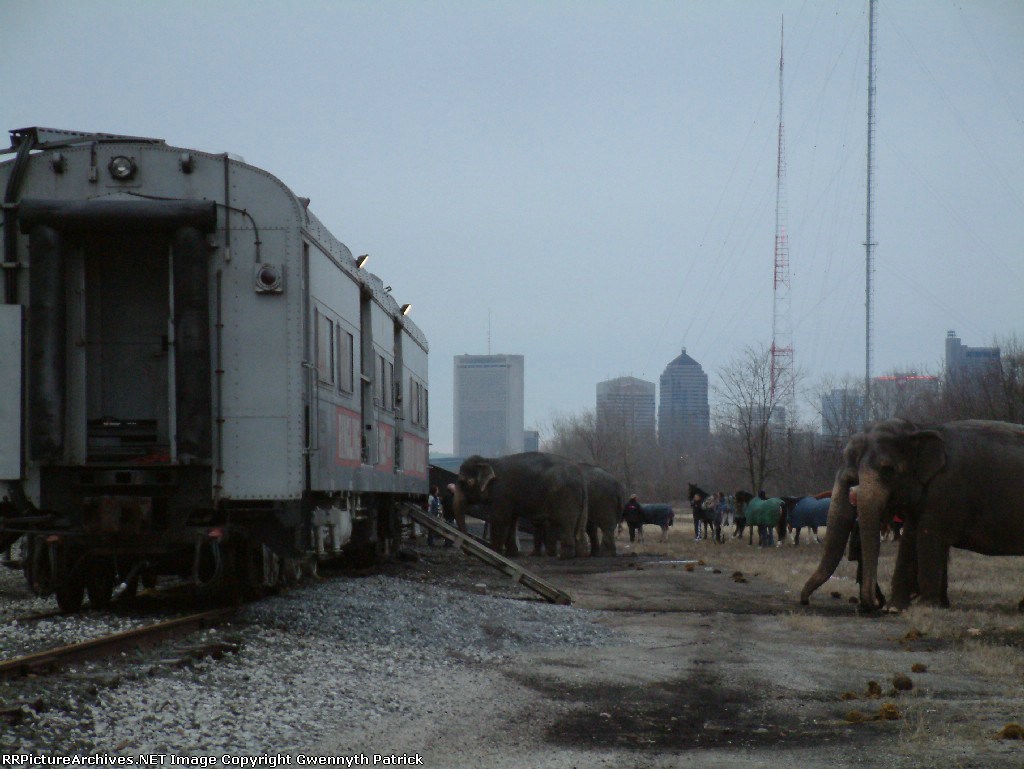 Beginning to load the elephants