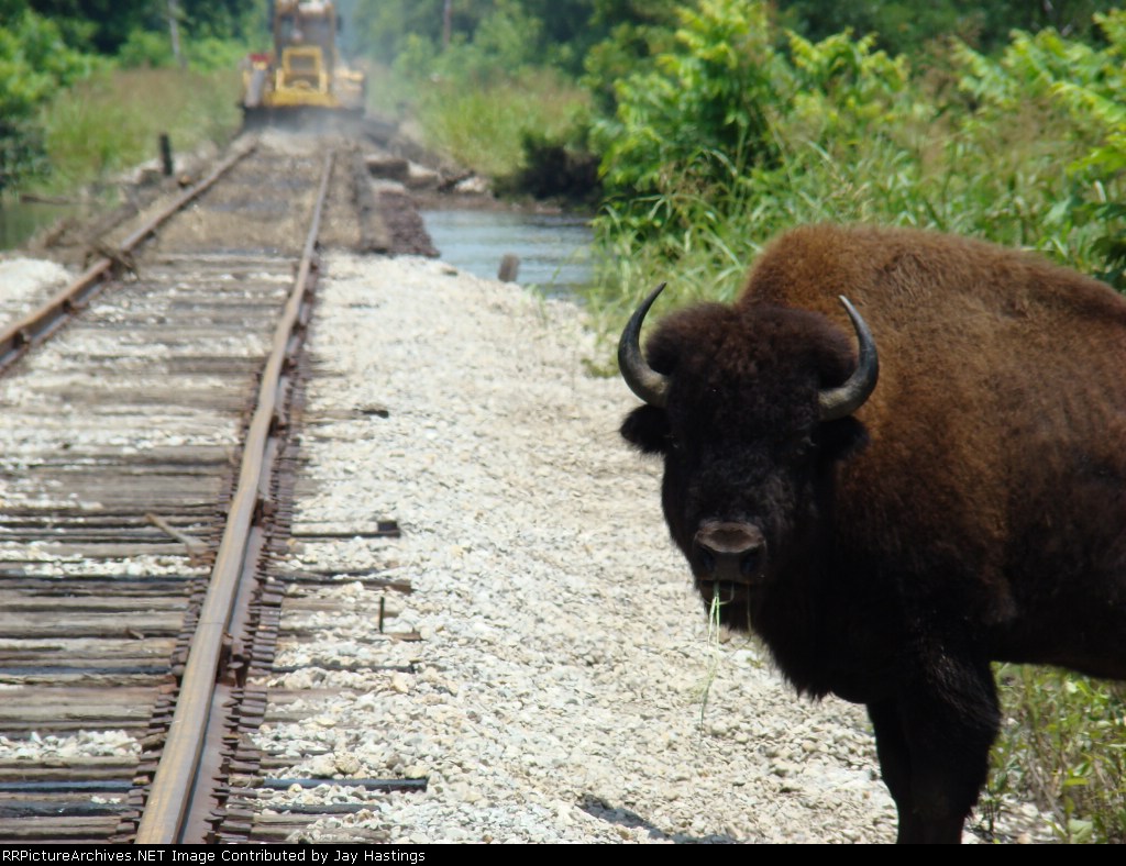 Buffulo from Ken Ada ranch