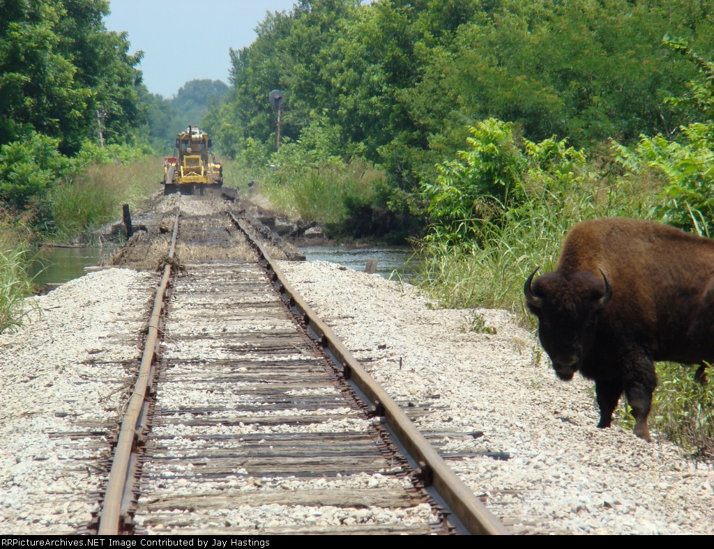 Buffulo from Ken Ada ranch