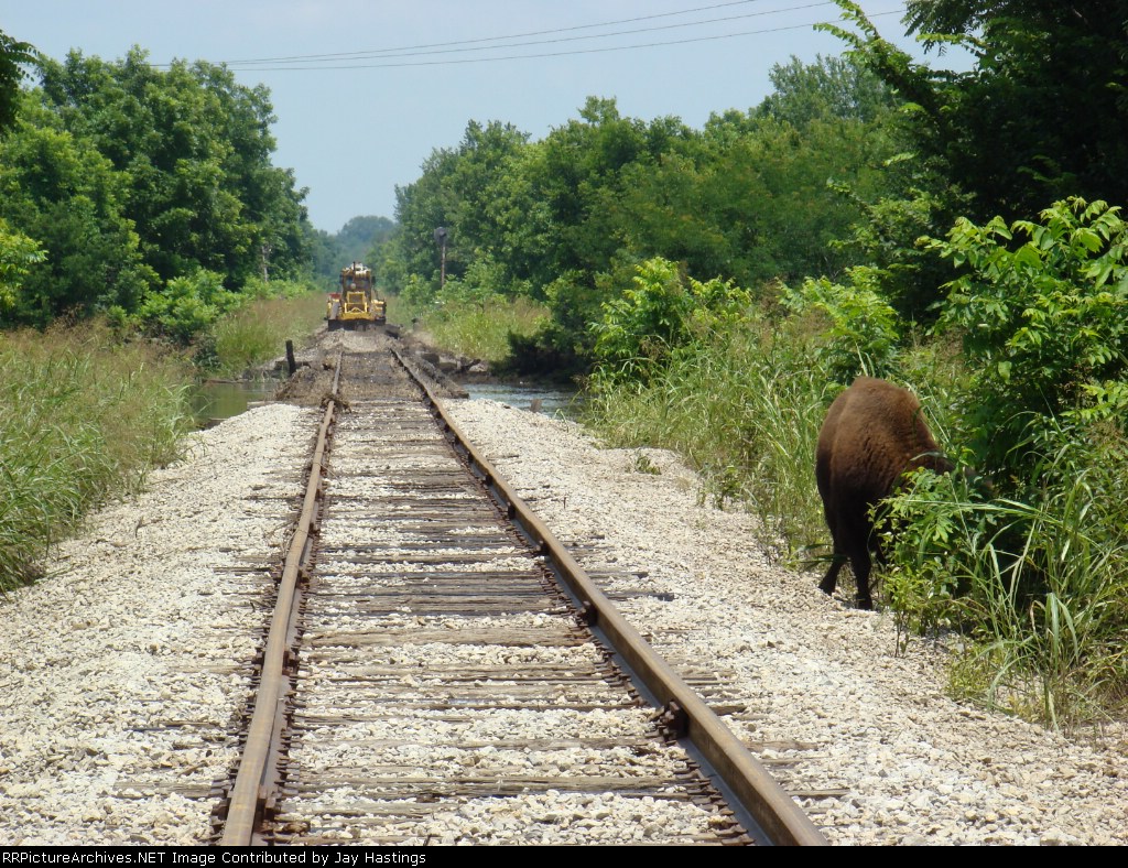 Buffulo from Ken Ada ranch west of SKO track