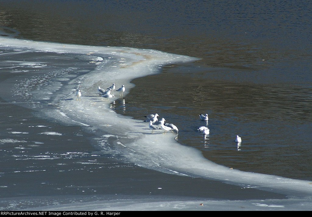 366 - Seagulls on the iced-over James River Reusens Dam pond
