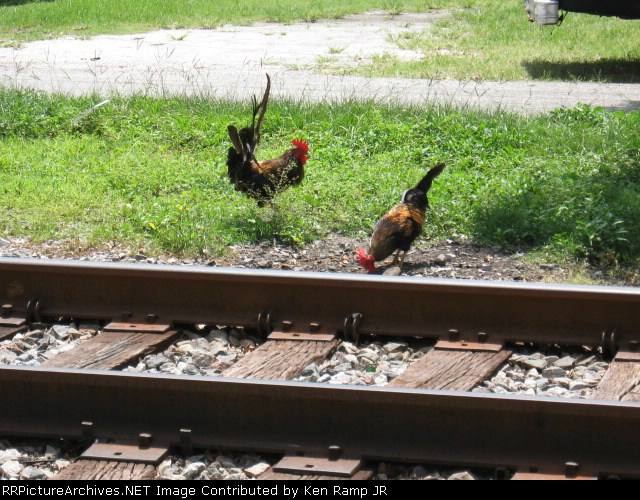railroad roosters