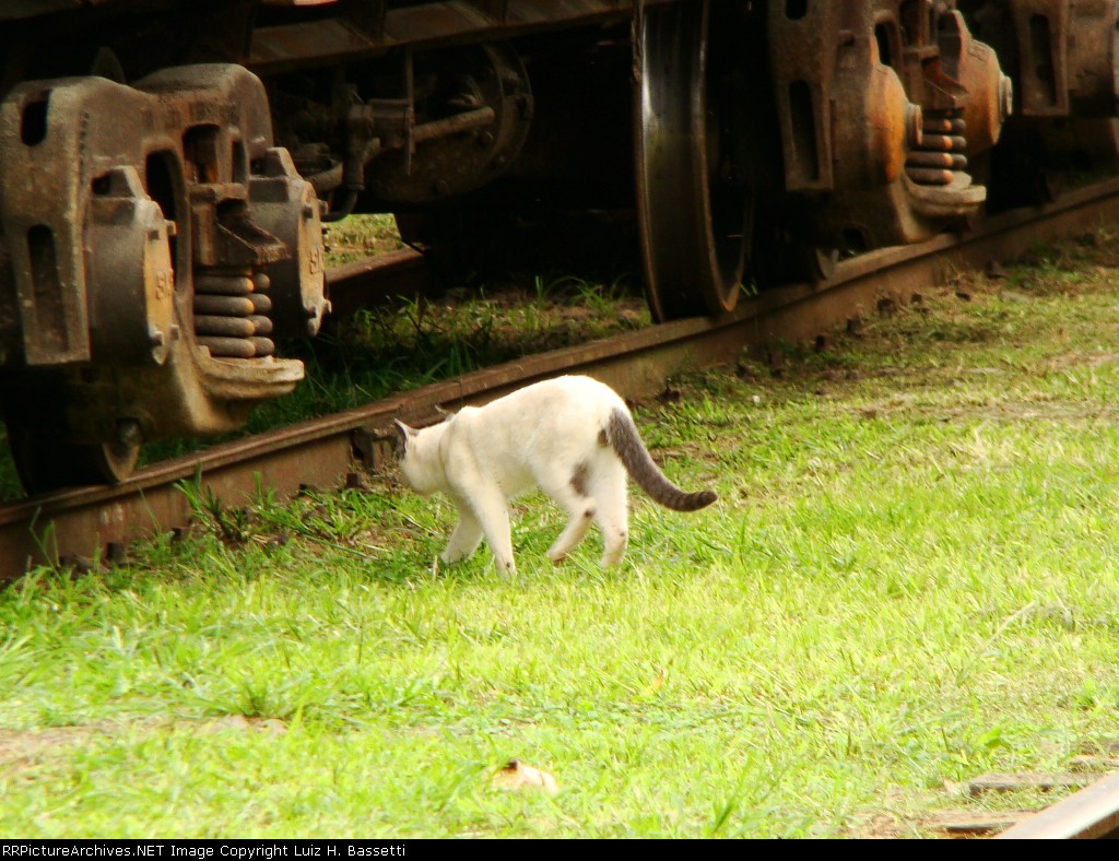 The Rail Cat
