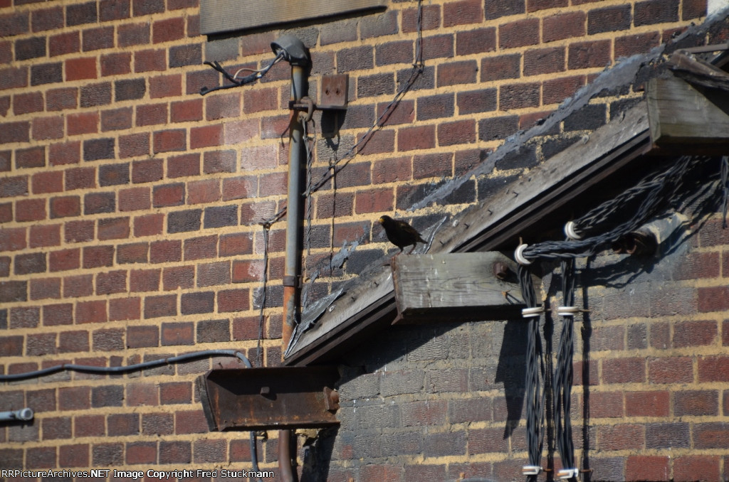 Many Starling nests will be destroyed in the next few days.