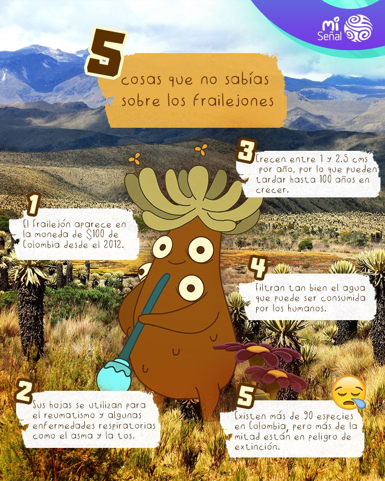 5 cosas que no sabías sobre los frailejones | Mi Señal