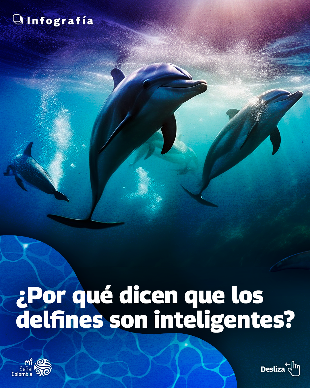 ¿Por qué dicen que los delfines son inteligentes? | Mi Señal