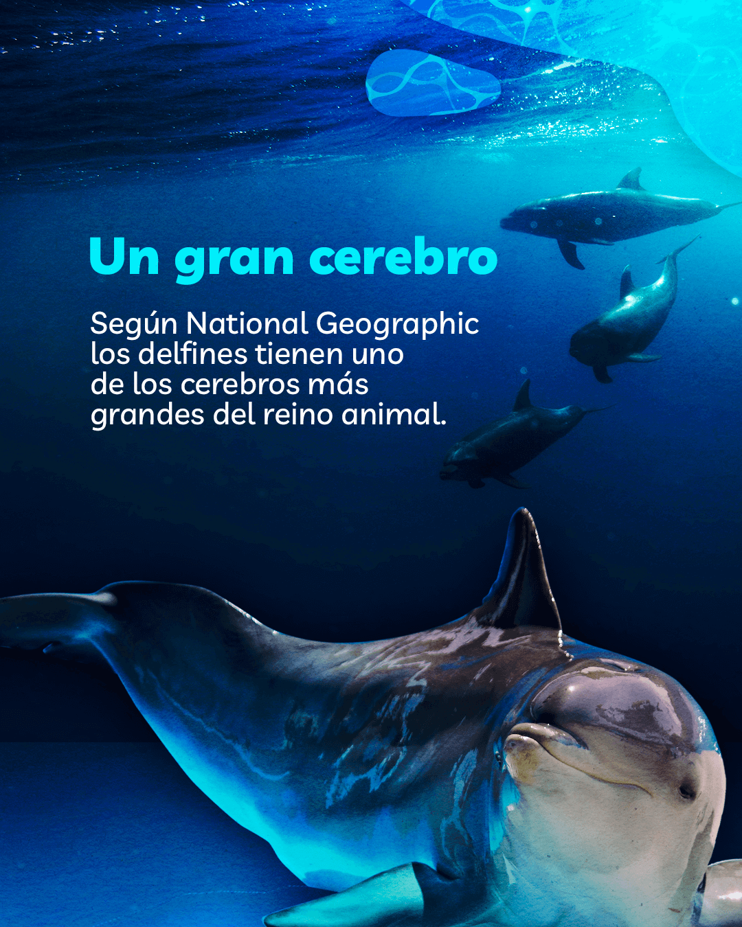 ¿Por qué dicen que los delfines son inteligentes? | Mi Señal