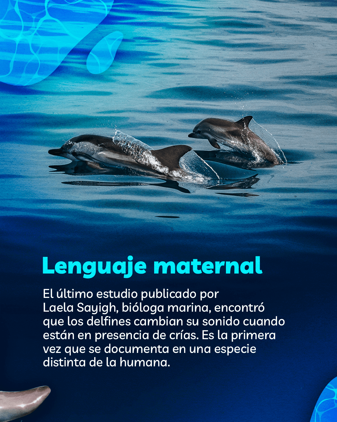 ¿Por qué dicen que los delfines son inteligentes? | Mi Señal