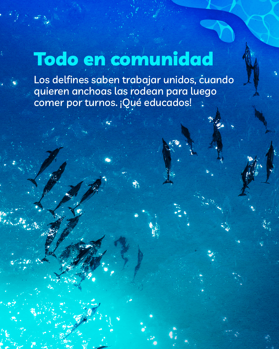 ¿Por qué dicen que los delfines son inteligentes? | Mi Señal
