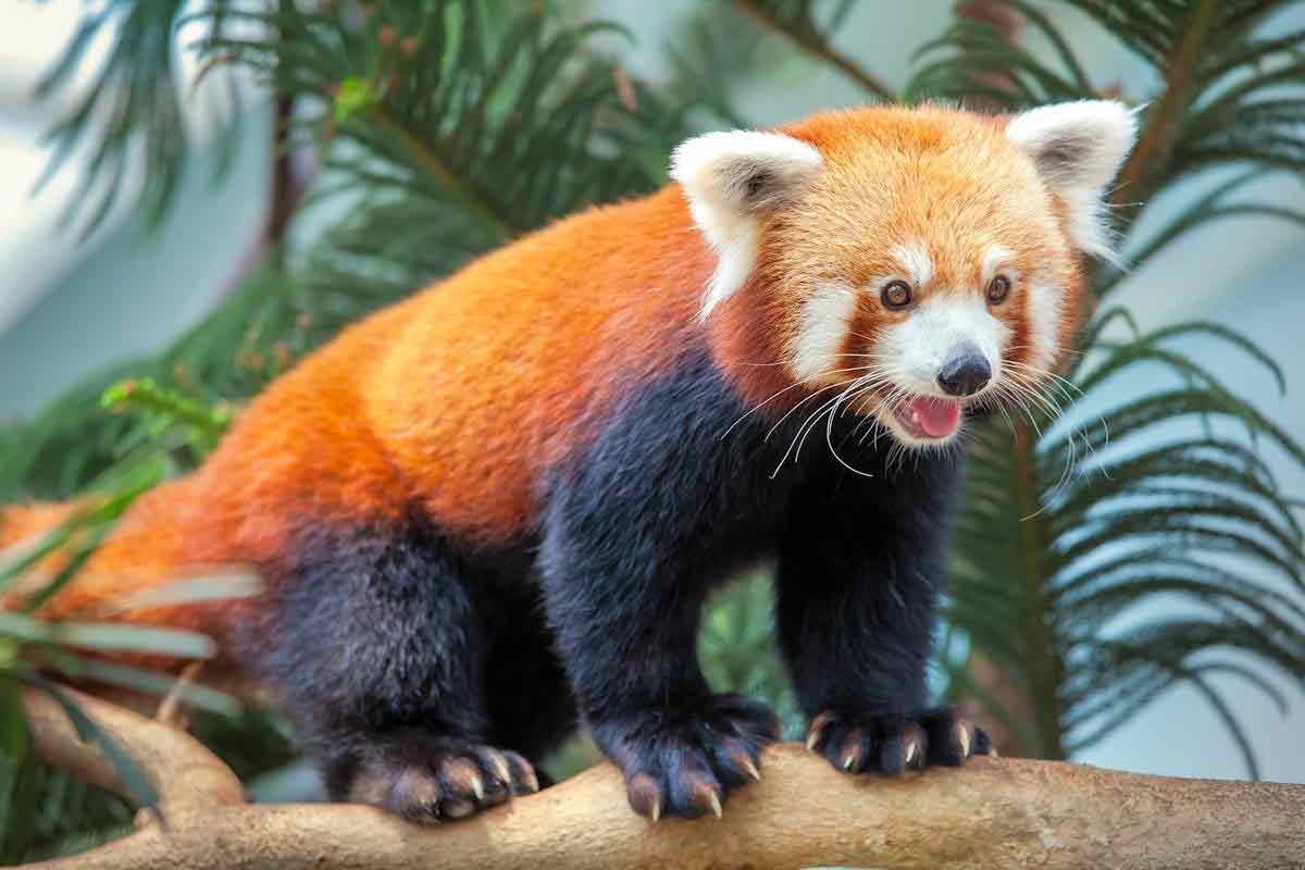 Panda Rojo Caracter sticas De La Especie Protagonista De Red Panda Rojo Caracter sticas De La Especie Protagonista De Red