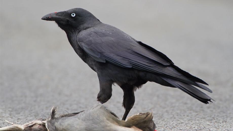 El significado de los cuervos la cultura popular | Señal Colombia