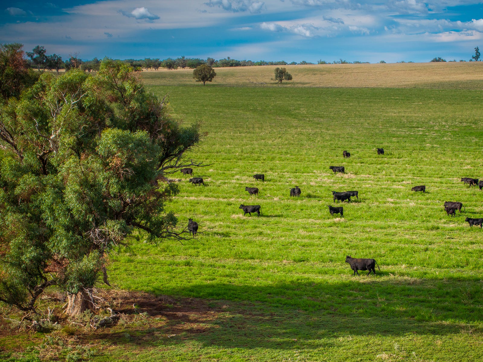 Rural Properties for Sale