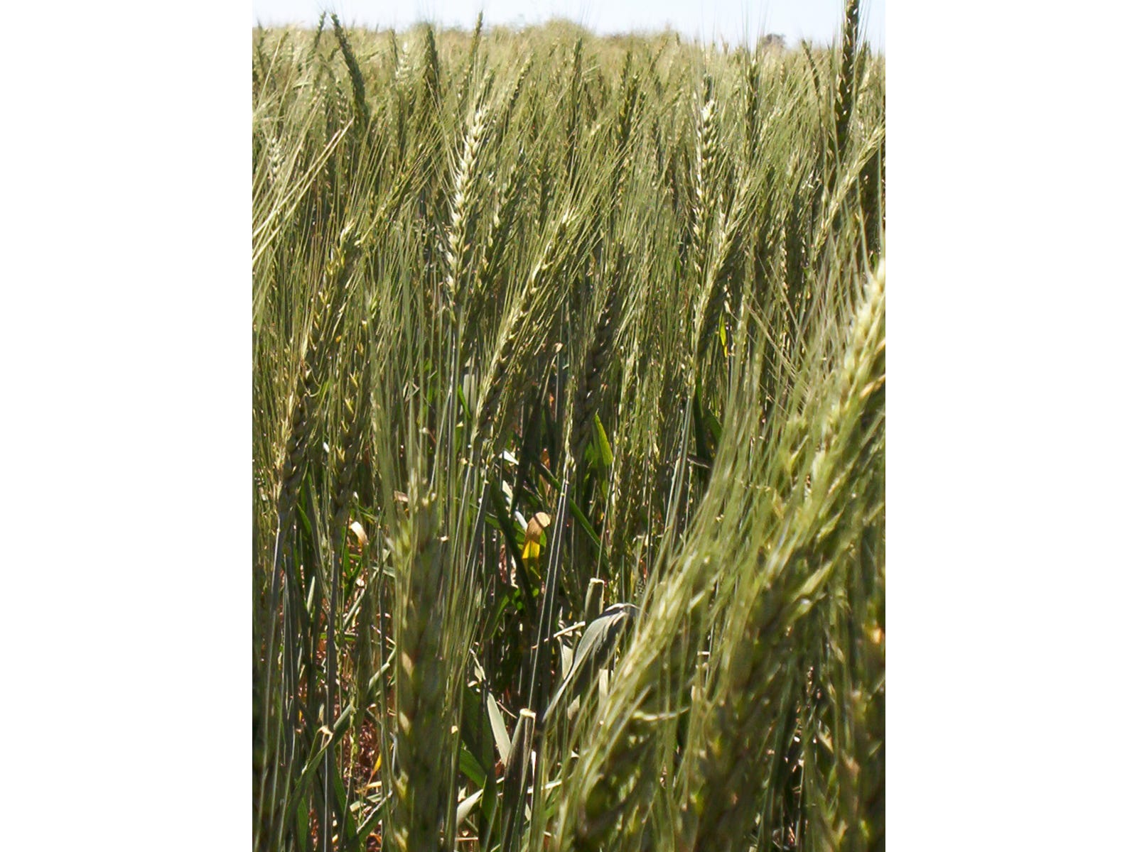 Sold Rural Property Cryon NSW 2832