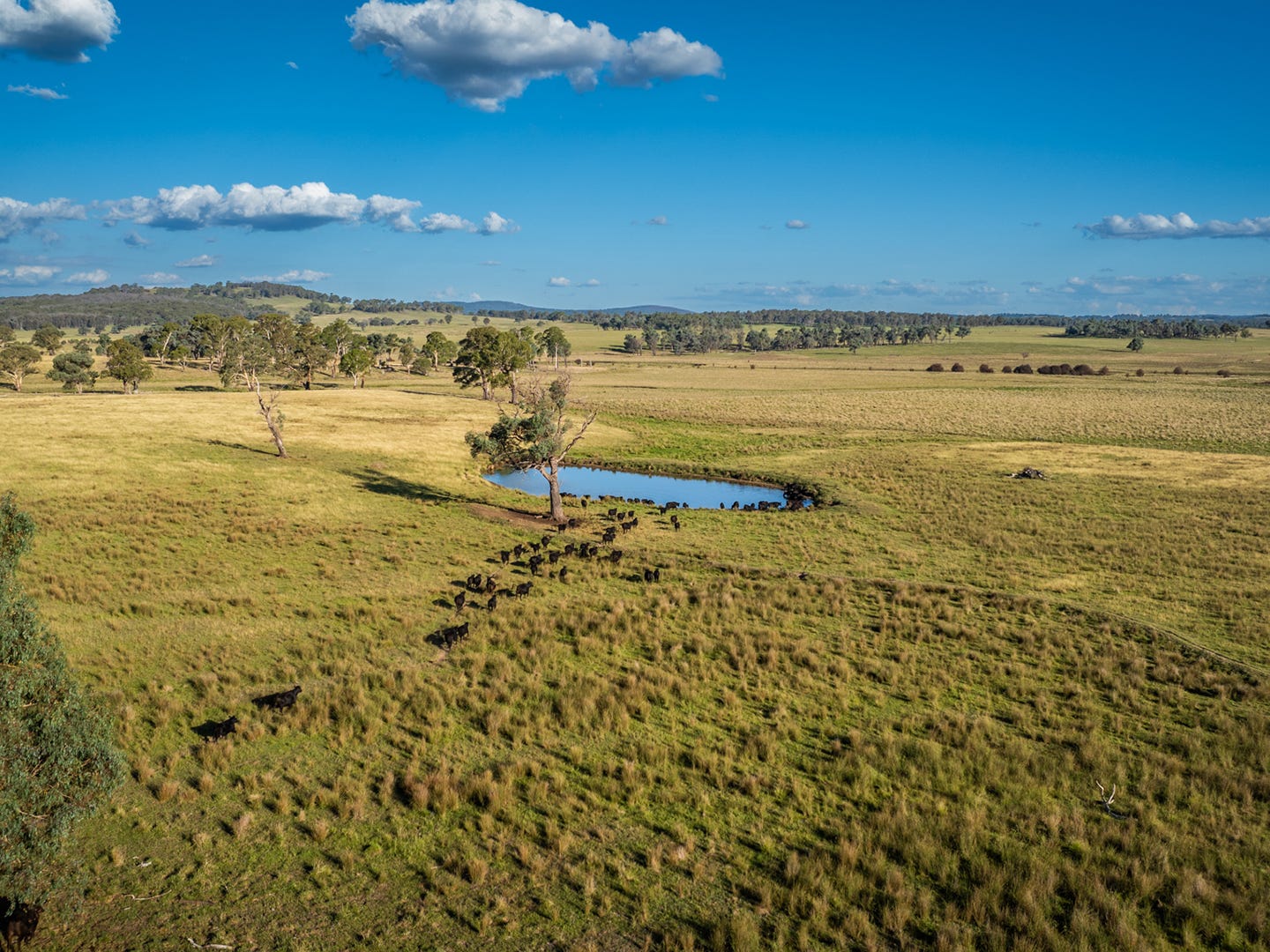 Rural Property For Sale Guyra NSW 2365