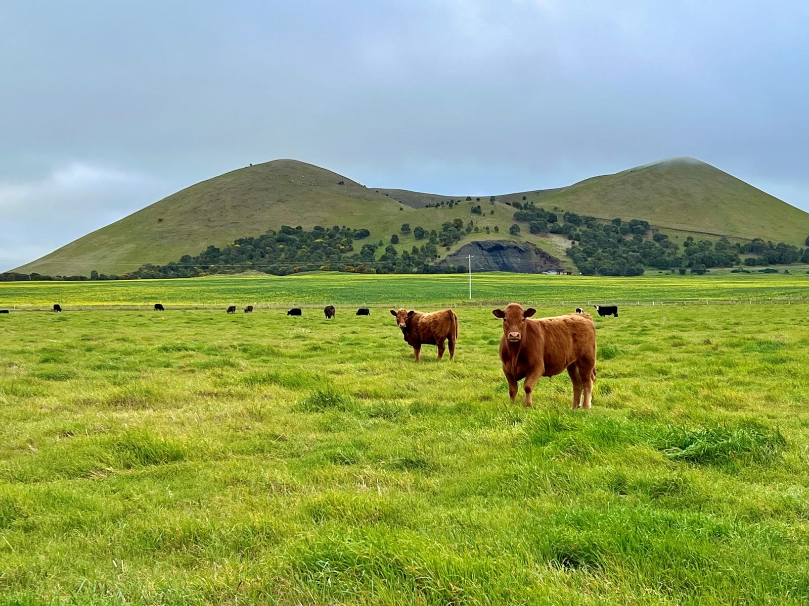 Sold Rural Property Derrinallum Vic 3325