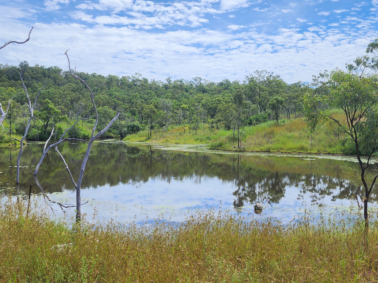 Sold Rural Property Lakeland Qld 4871